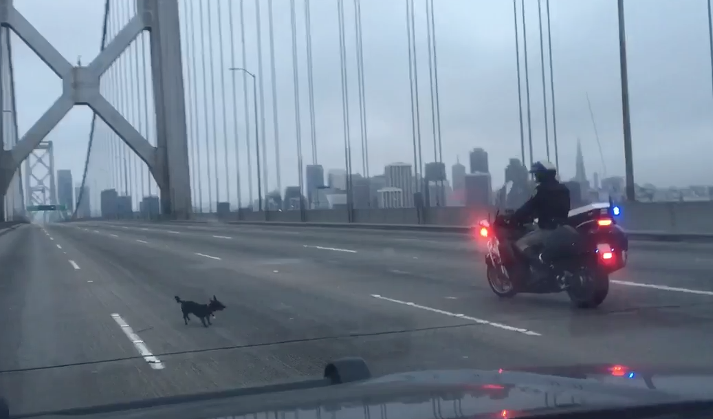 CHP chases Chihuahua on Bay Bridge, video