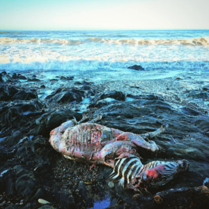 Skinned zebra found on the beach near San Simeon