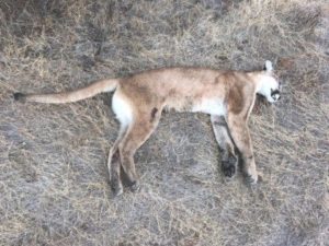 Mountain lion killed on Highway 1 in Cambria