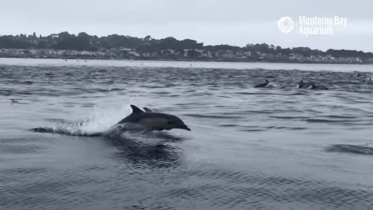 Large pod of dolphins spotted off the Central Coast, video