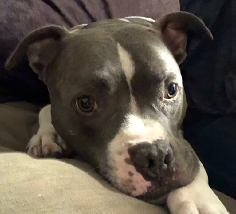 Officer Josh Walsh shoots dog at SLO apartment