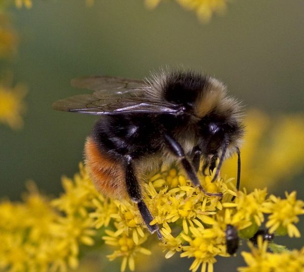Bees are fish, California appellate court rules