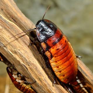 Adopt a cockroach at the Charles Paddock Zoo