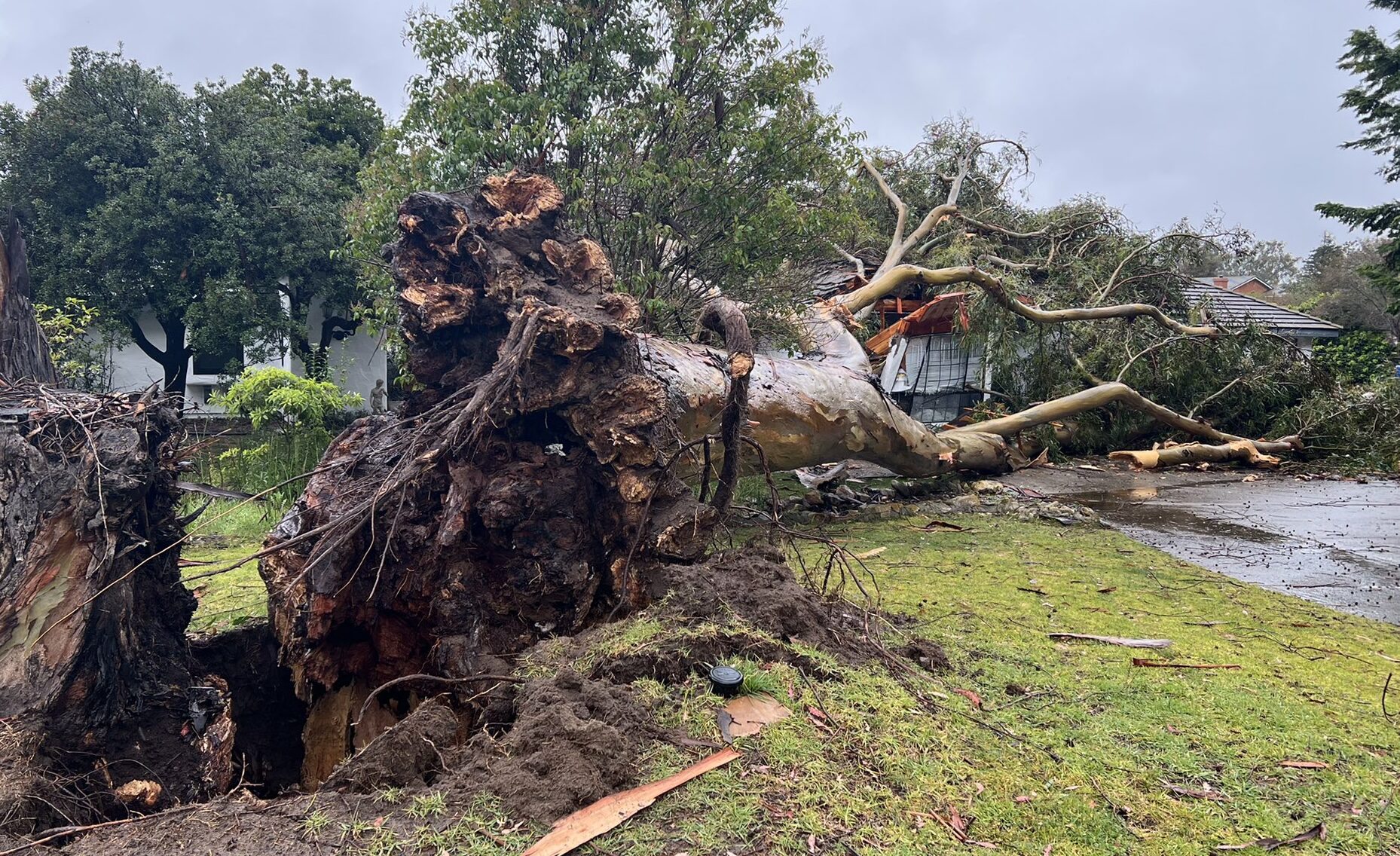 Tree crashes into home in Santa Maria