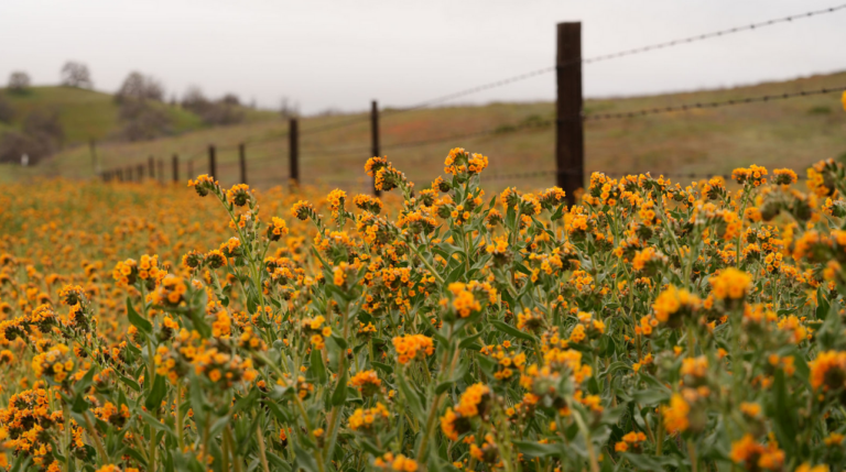 Carrizo Plain super bloom, photos