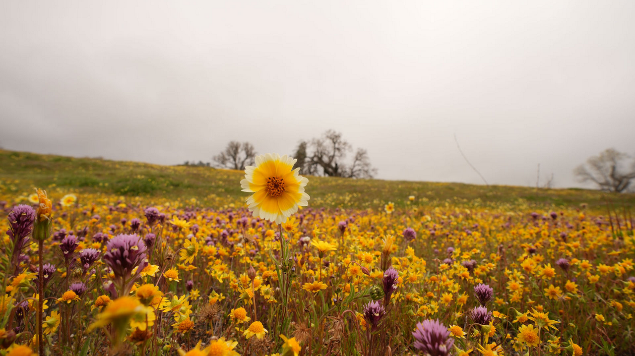 Carrizo Plain super bloom, photos