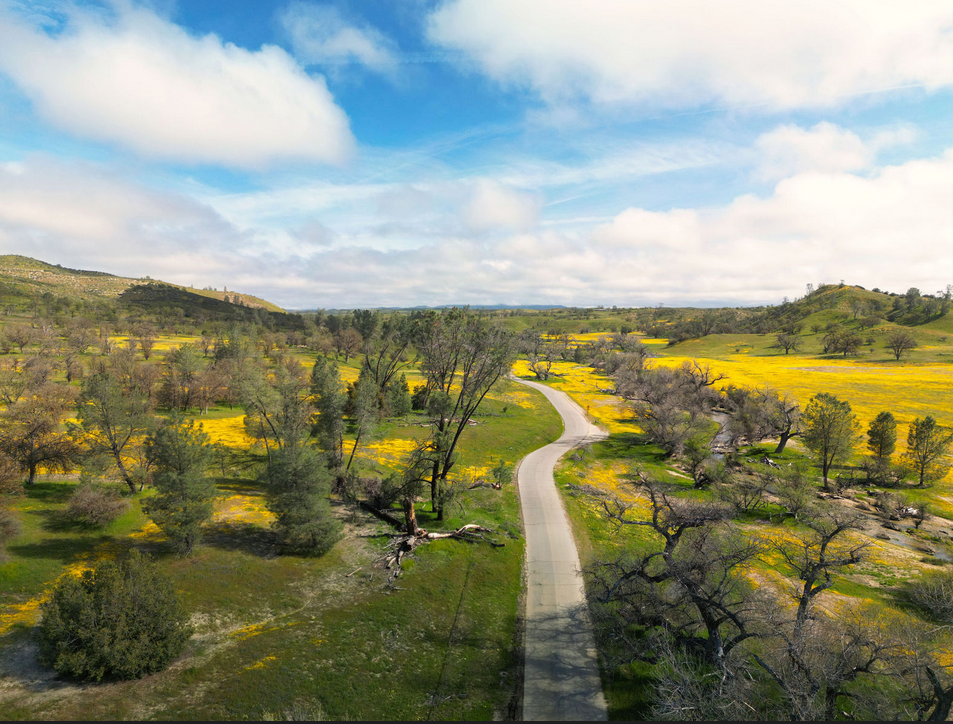 Carrizo Plain super bloom, photos