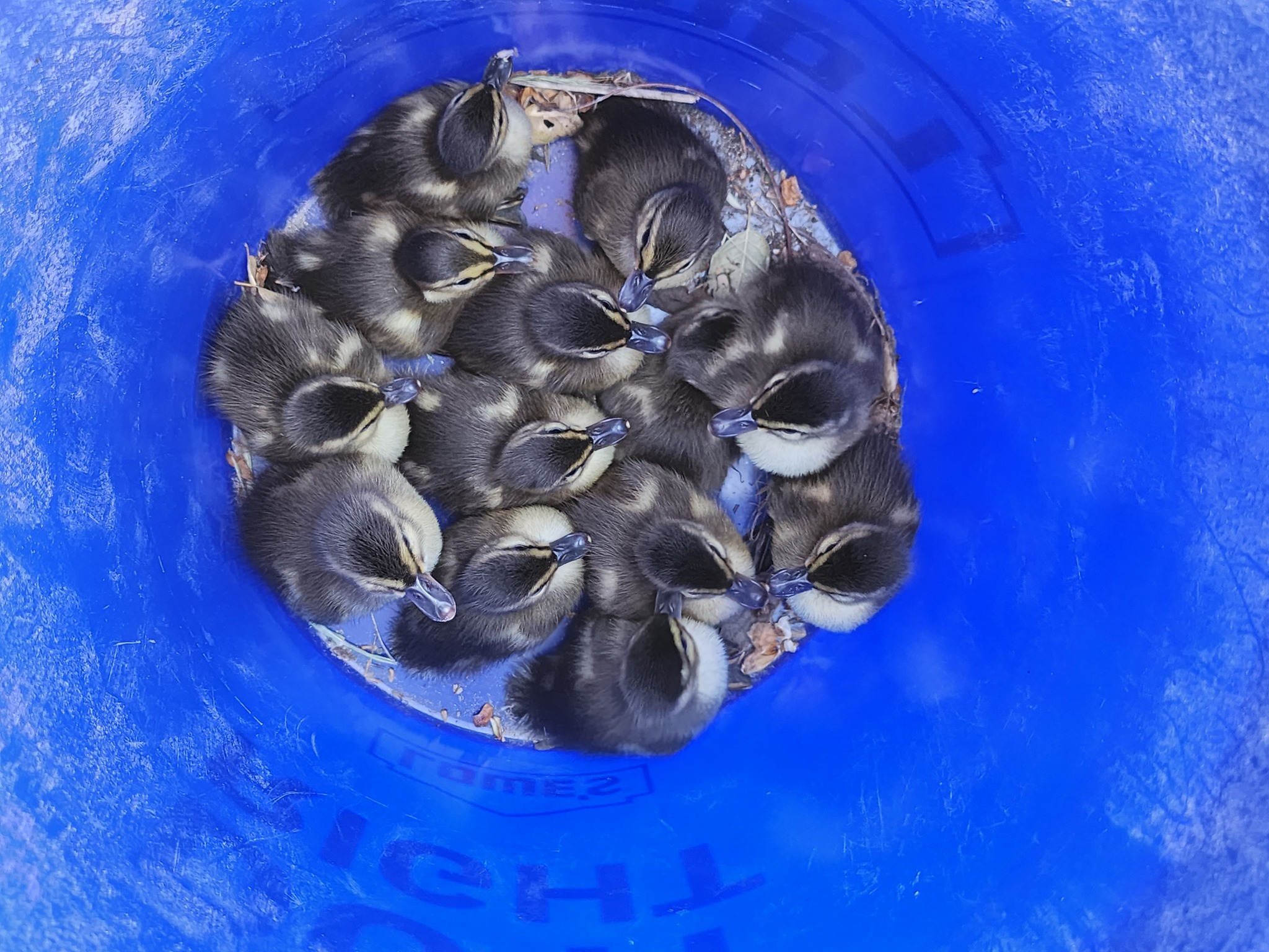 Paso Robles firefighters rescue ducklings from storm drain Paso Robles firefighters rescue ducklings from storm drain