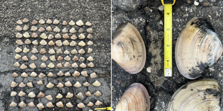 Pismo Beach police arrest suspects for illegal clamming