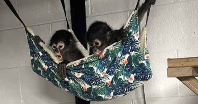 Atascadero zoo welcomes three Mexican spider monkeys