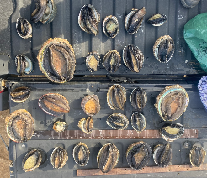 Five fisherman busted poaching endangered abalone near Los Osos