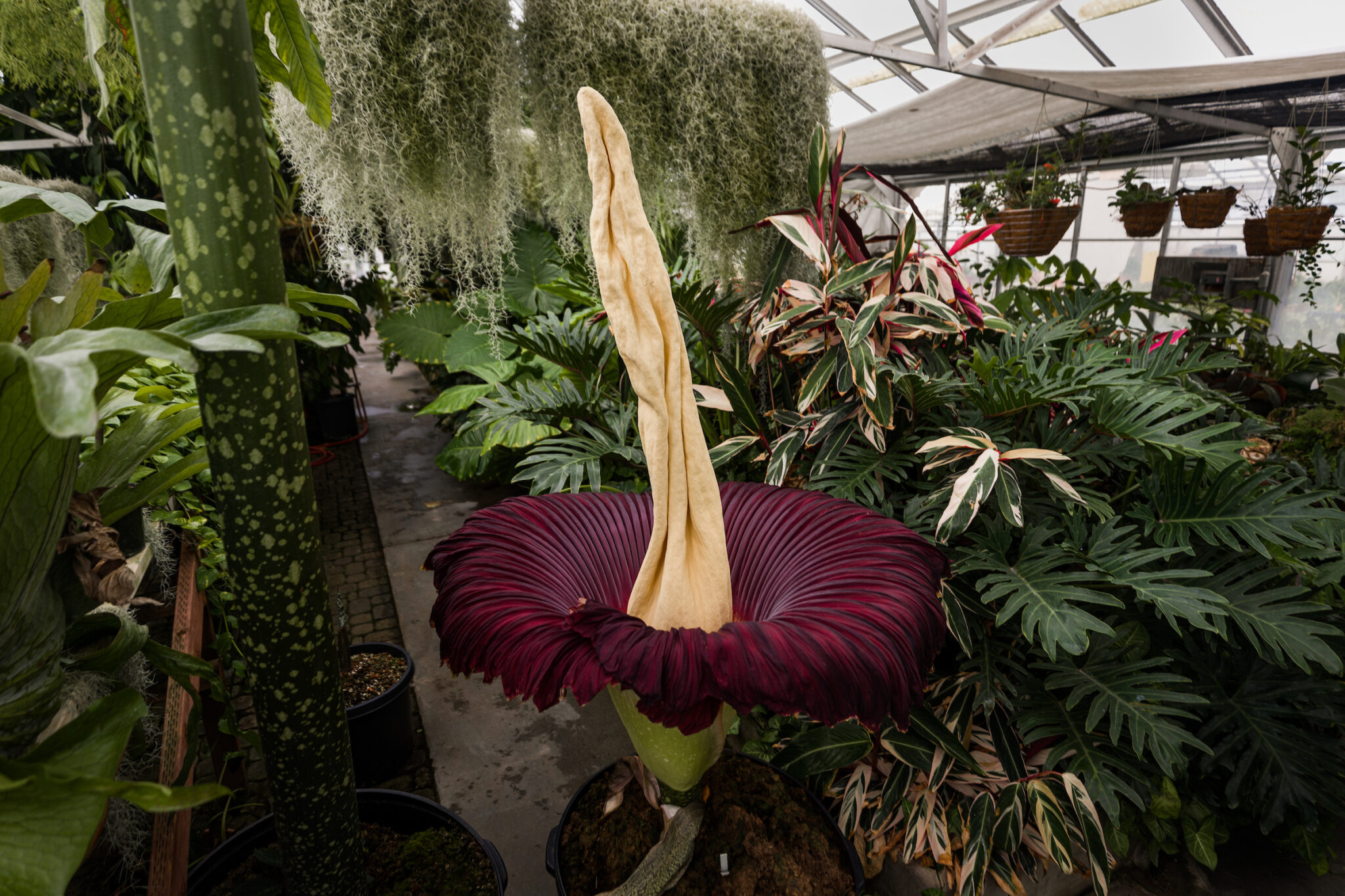 Rare corpse flower blooming at Cal Poly San Luis Obispo